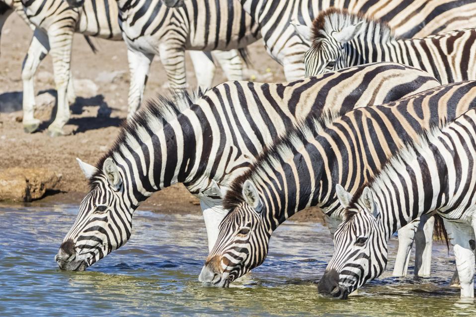 Animal Populations Have Fallen 60 Percent And That's Bad Even If They ...