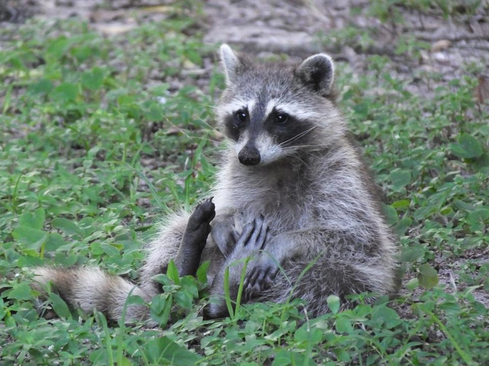 They Thought These Raccoons Had Rabies, But Found The Raccoons To Be Drunk