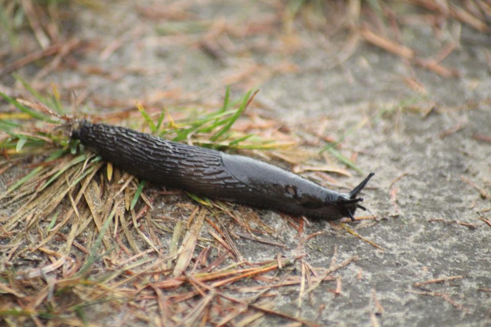 3 Rat Lungworm Cases in Hawaii, What You Need To Know