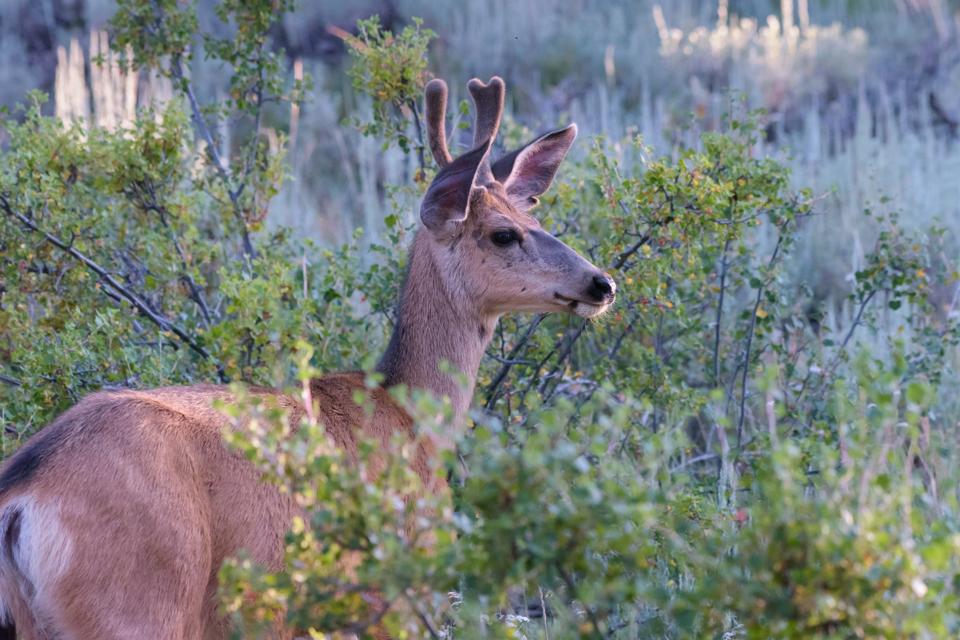 Crackdown On Conservation Easement Syndications