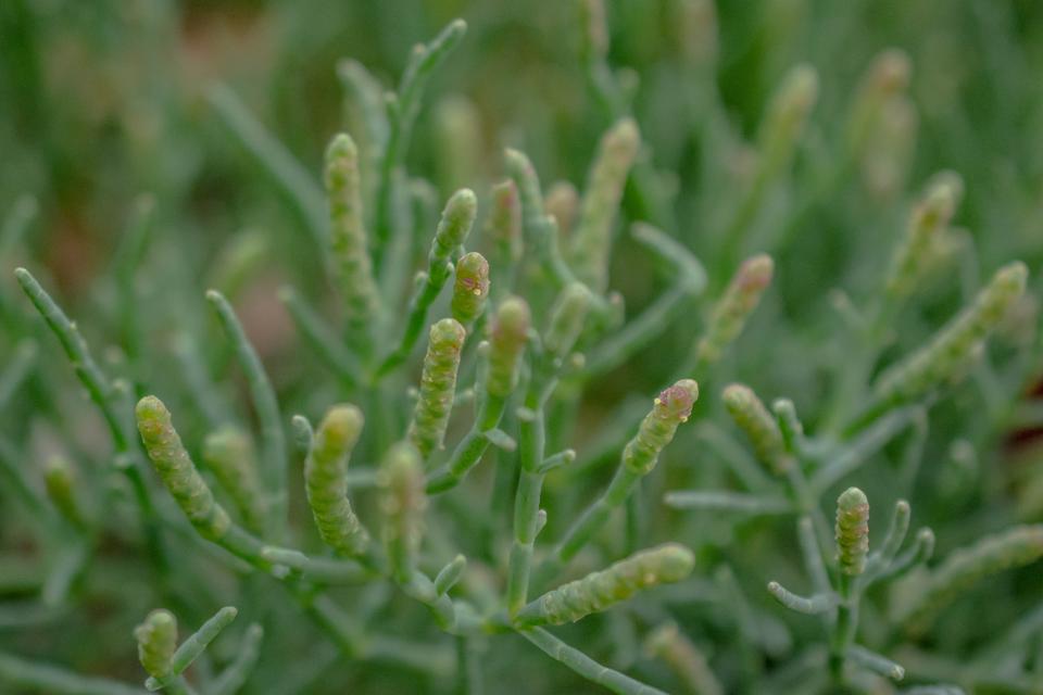 The 7 Most Promising Aviation Biofuels