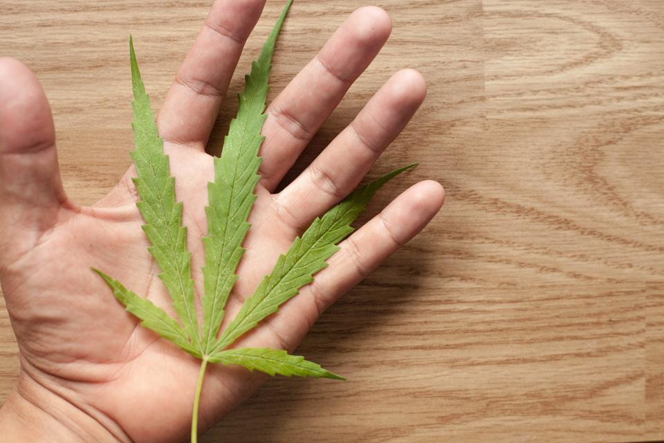 Rabobank Takes A Look At How Cannabis And Drinks Mix