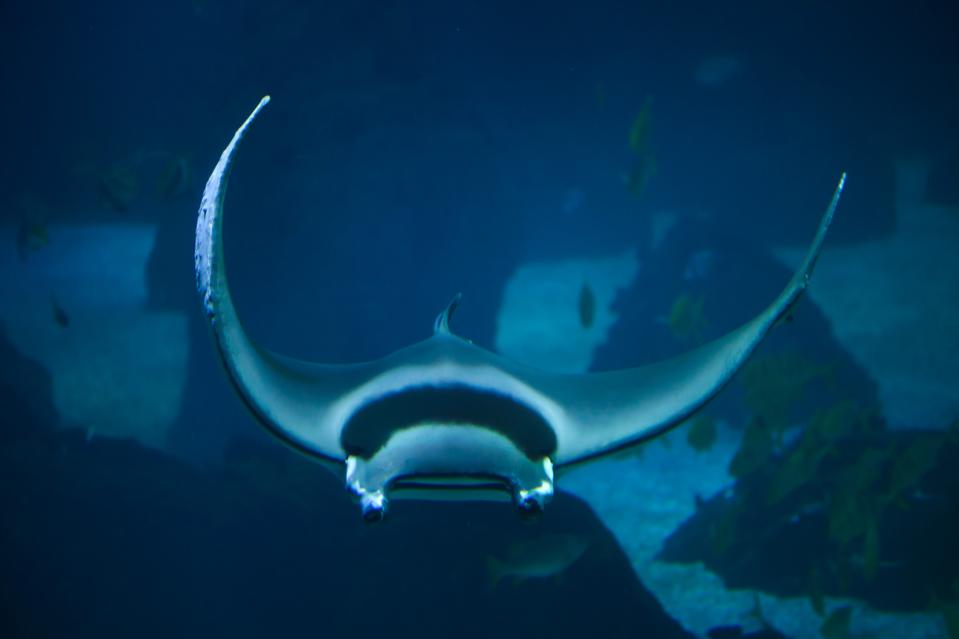 Have Scientists Found A Manta Ray Maternity Ward?