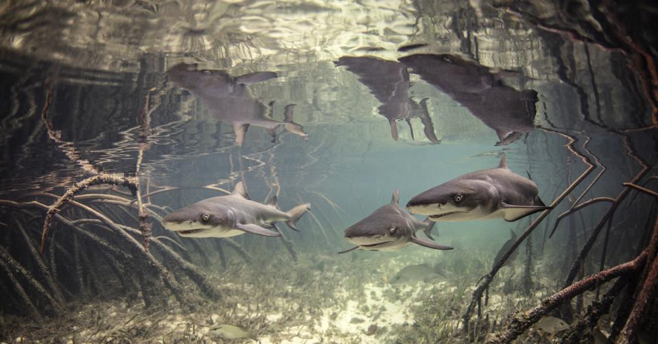 Do Sharks Know When Hurricanes Are Coming?
