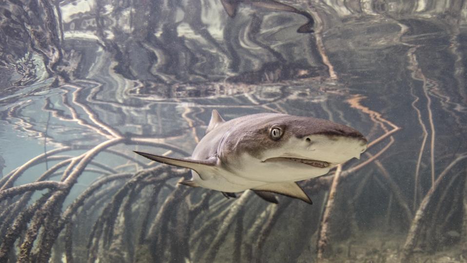 How Do Sharks Hear Underwater