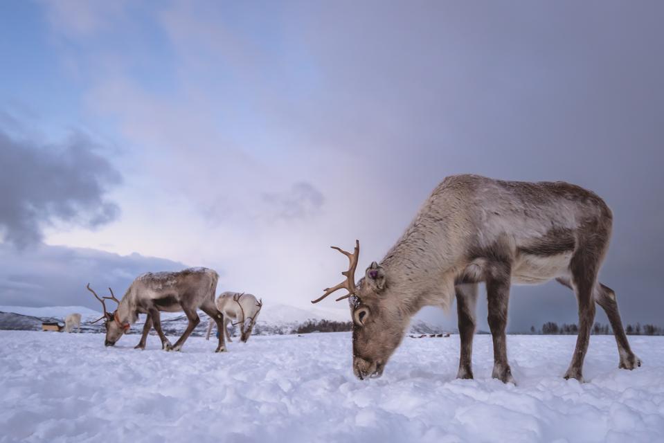 Chernobyl: 33 Years On, Radioactive Fallout Still Impacts Scandinavian ...