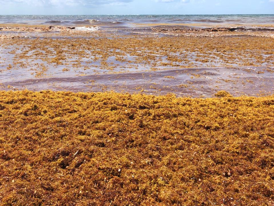 The Caribbean Has A Big Seaweed Problem - And It's Costing Millions