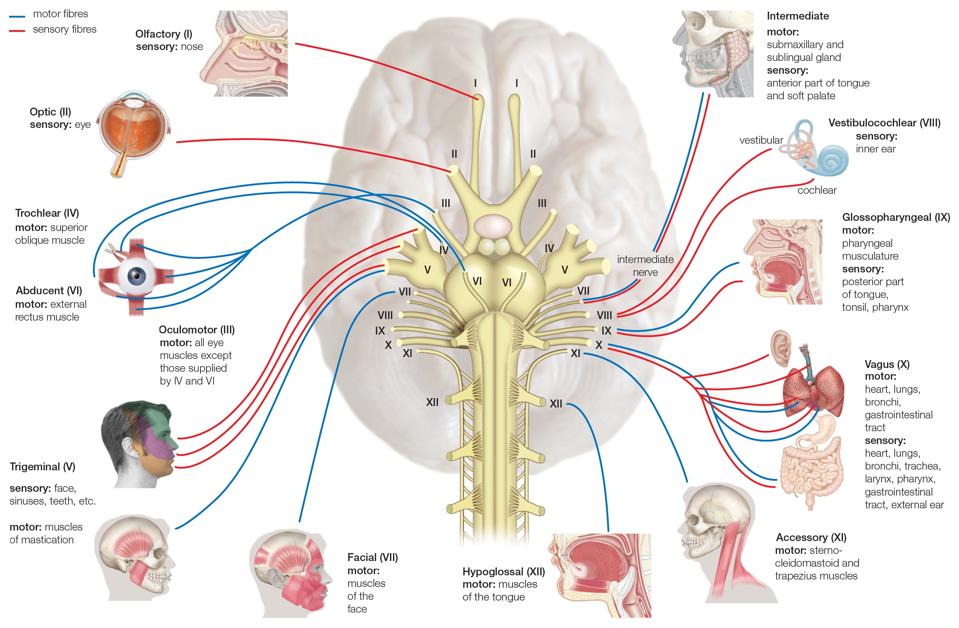 Can Freezing Your Vagus Nerve Really Help You Lose Weight Can Freezing Your Vagus Nerve Really Help You Lose Weight