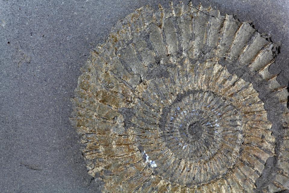 What Lived On Pangaea?