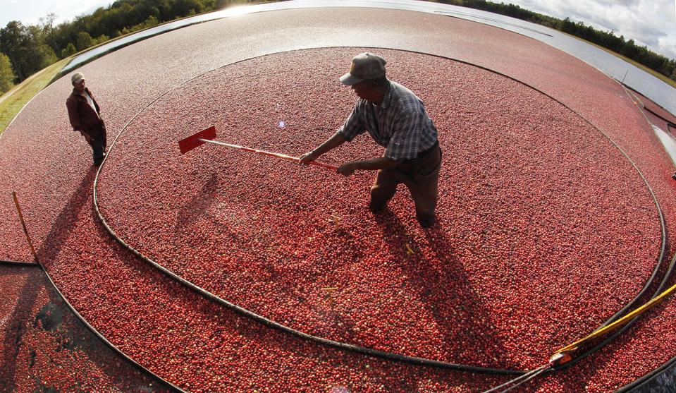 Want To Wade Into A Cranberry Bog? Here Are 5 Places…