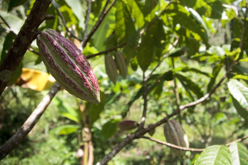 Could Chocolate Actually Go Extinct In 40 Years?