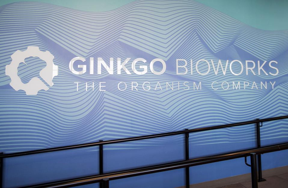 Irish MIT Student Co-Founded Billion-Dollar Ginkgo Bioworks