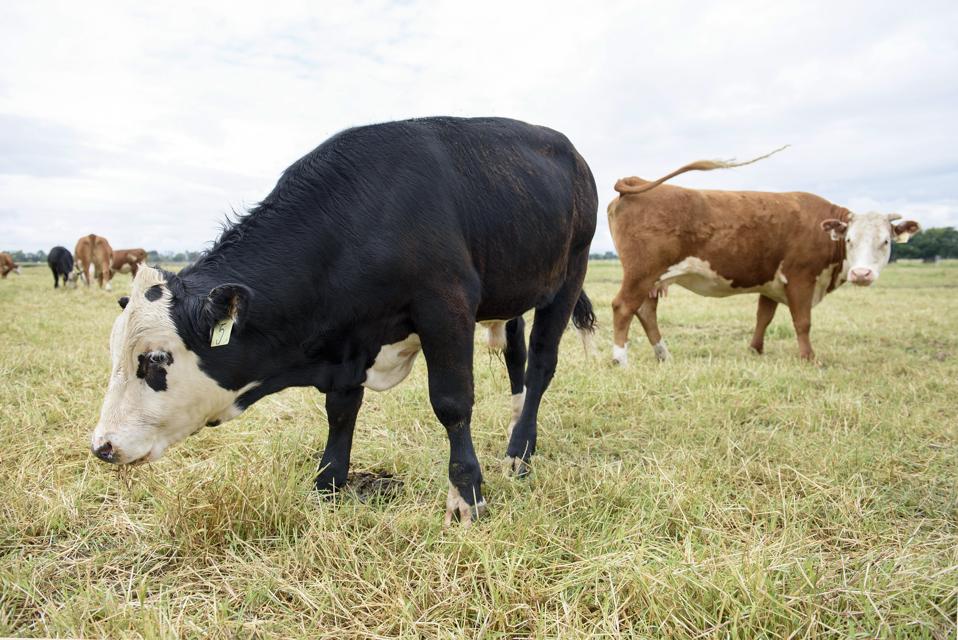 Are Consumers Ready For Genetically Engineered Animals? Depends How You Ask