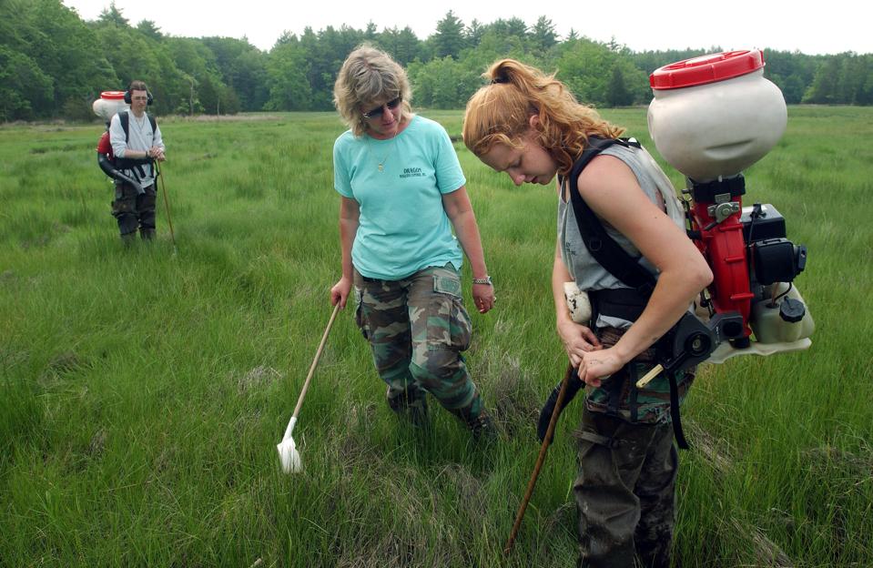 Eastern Equine Encephalitis Virus In Michigan, Georgia: What You Should ...