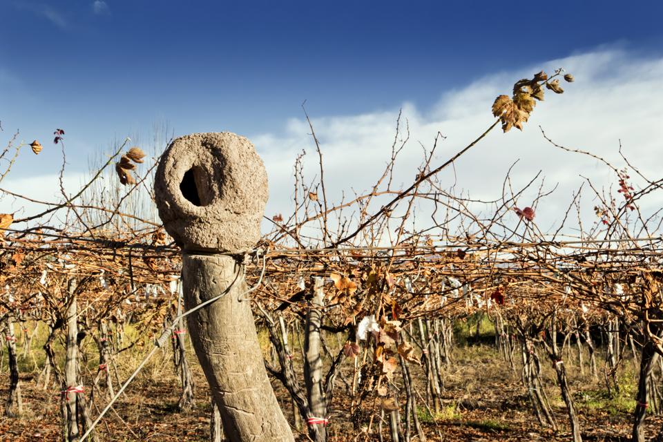 Organic Vineyards Protect Bird Populations, And Birds Return The Favor