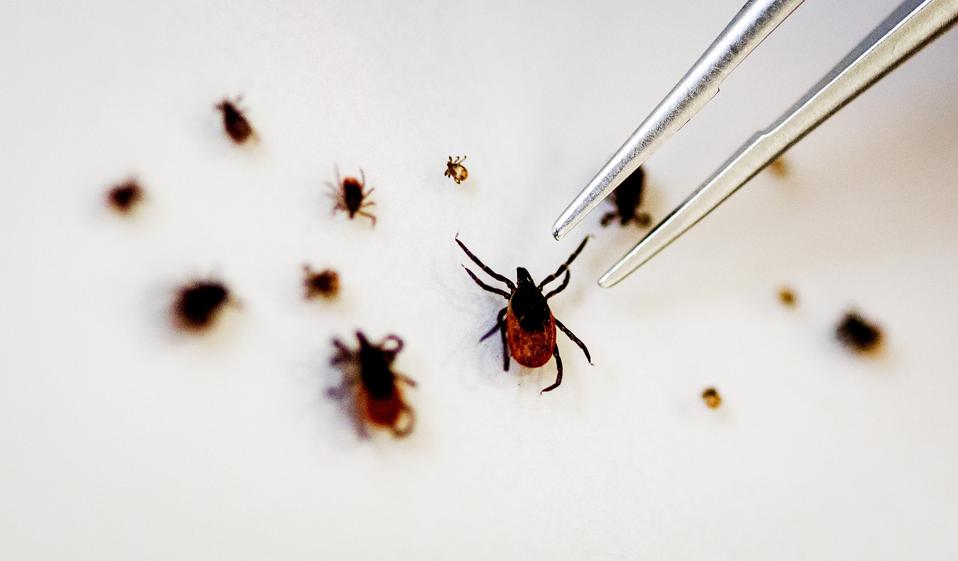 It's Tick Season -- Know Your Enemy
