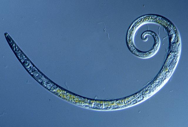 Baby Nematodes Inherit Plastic Trash From Parents