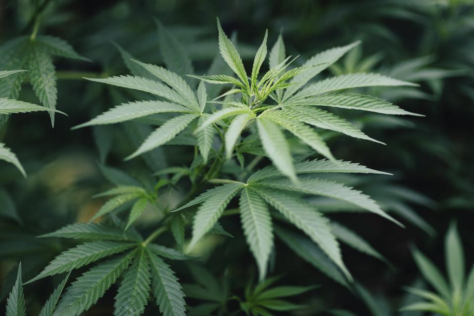 The Age Of Hemp: Global Advanced Industrial Applications