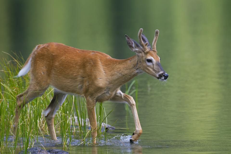 Warning For Hunters: What Bovine Tuberculosis Is Doing In Deer