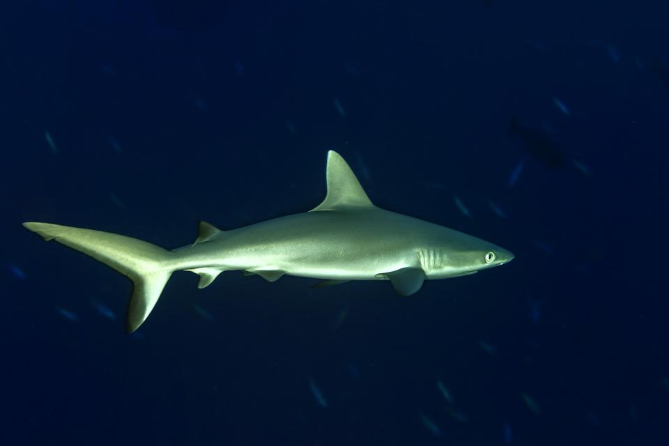 'Baby Shark' May Have Eaten His Siblings And Other Fun Facts About ...