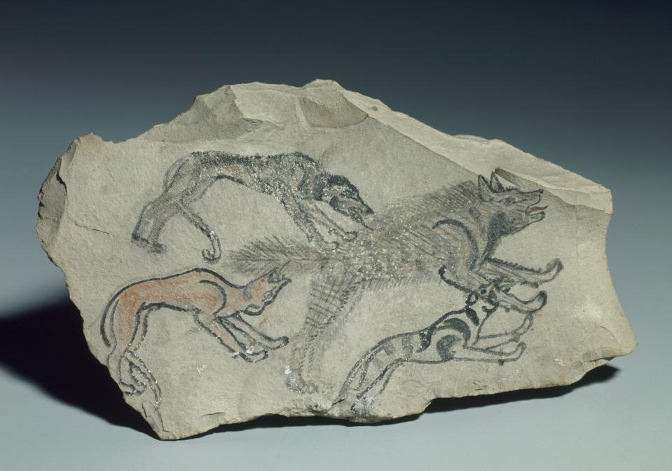 What Happened To The Prehistoric Big Dogs?