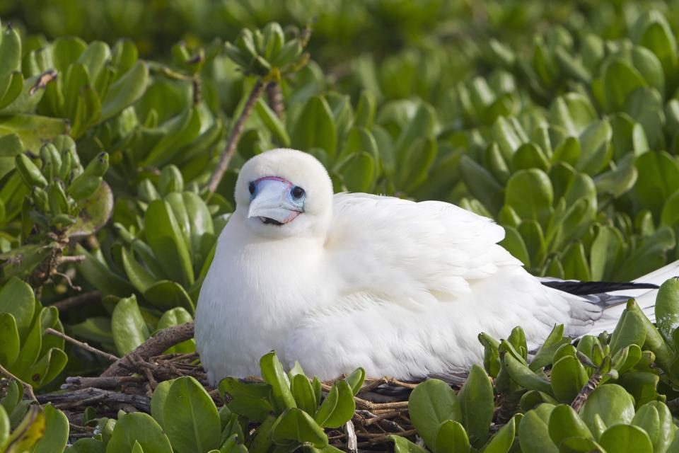 The Newest Threat to Coral Reefs: Rats