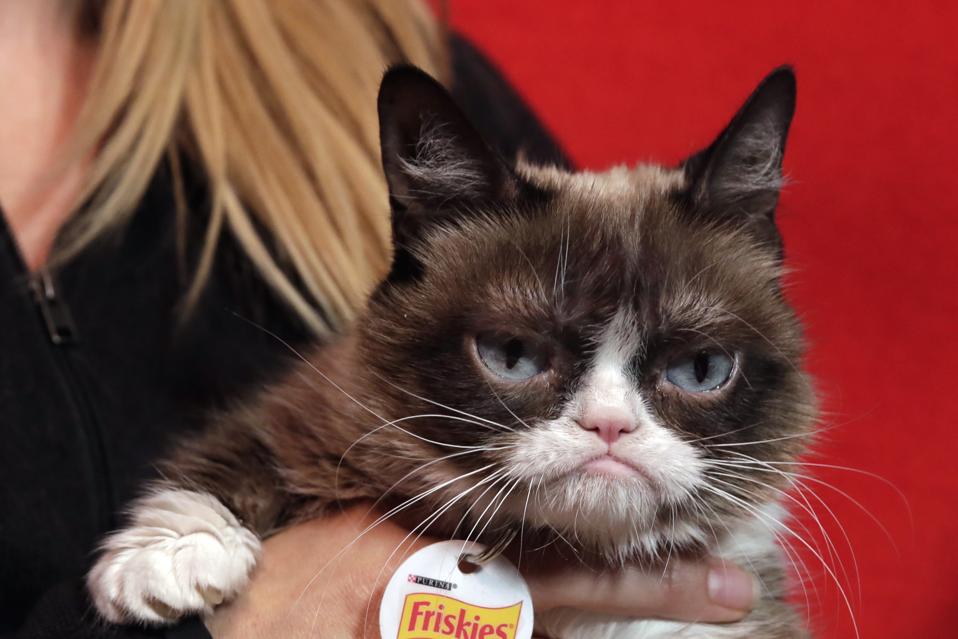 The Good, Bad, And The Grumpy: What Grumpy Cat Has Left Behind