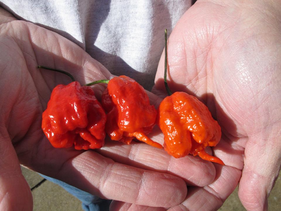'Carolina Reaper' Pepper Sends Man To ER With Brutal 'Thunderclap ...