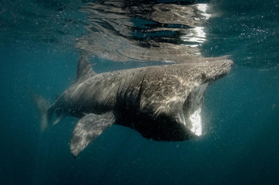 What Vacationers And Basking Sharks Have In Common