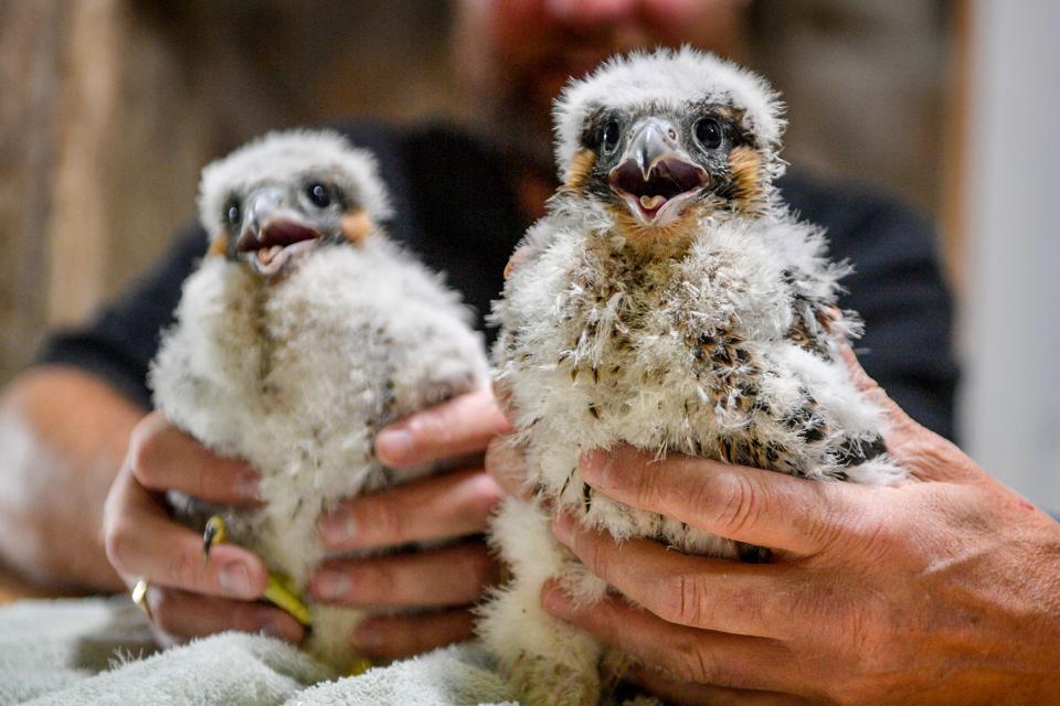 How To Watch Adorable Baby Peregrine Falcons Online