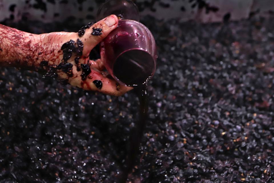 The Secret Life Of Yeasts: Spontaneous Fermentation In Wine
