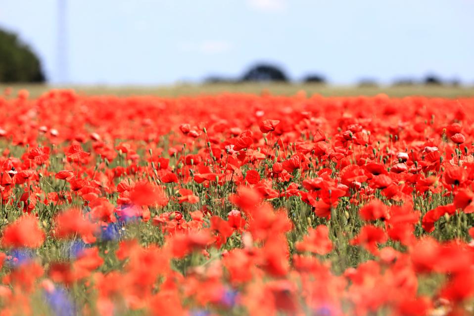 Lest We Forget – One Immigrant’s Story From World War I