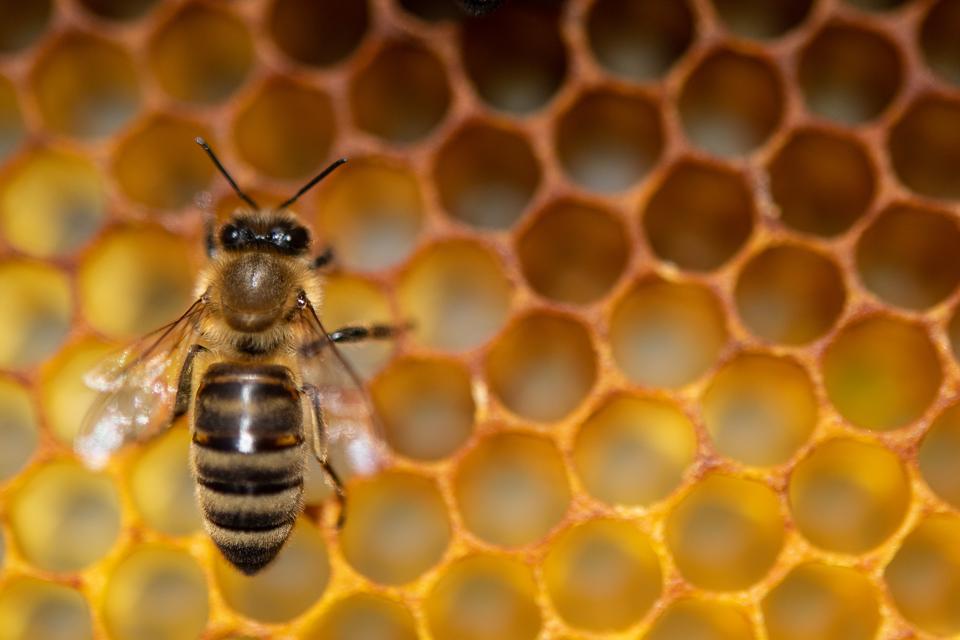 Worker Bee No Longer: 6 Key Steps To Becoming A Boss