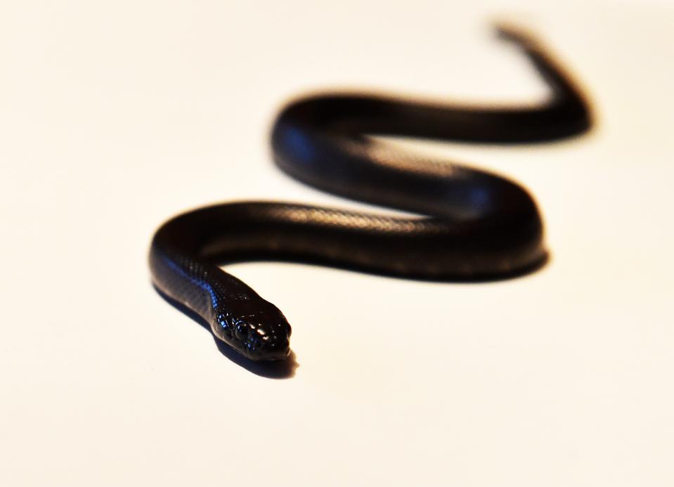 That Reported ‘Snakes In A Car’ Frantic Driver Is Thankfully Okay, So ...