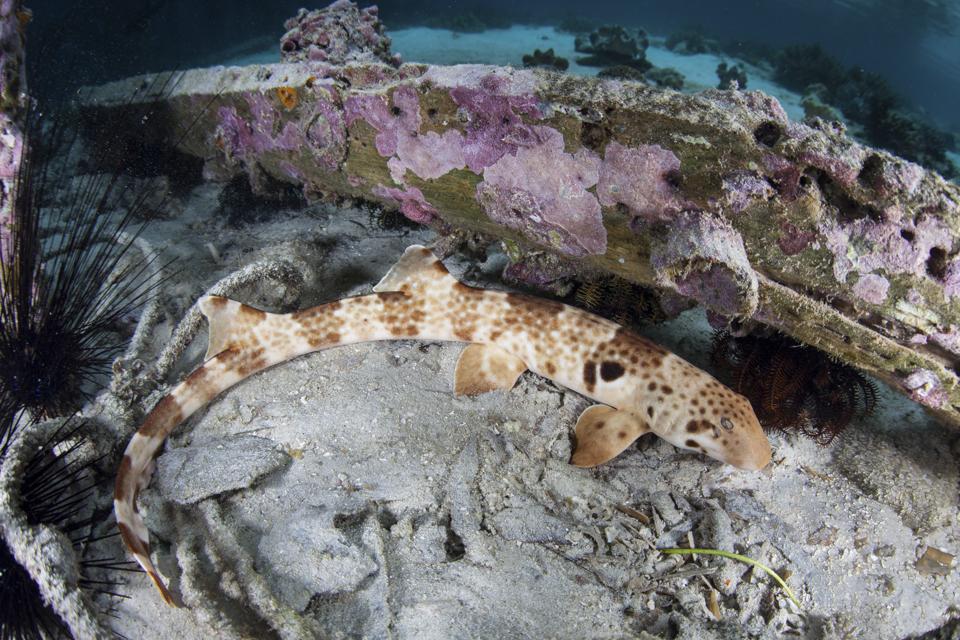 Walking Shark Are The Most Recently Evolved Shark On Earth