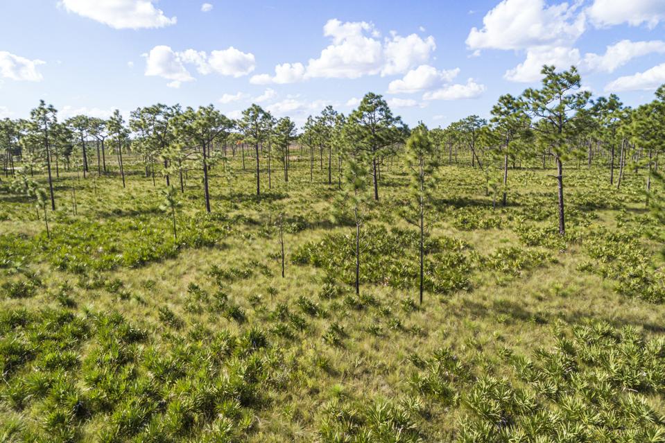 IRS Settlement Program For Syndicated Conservation Easements Announced