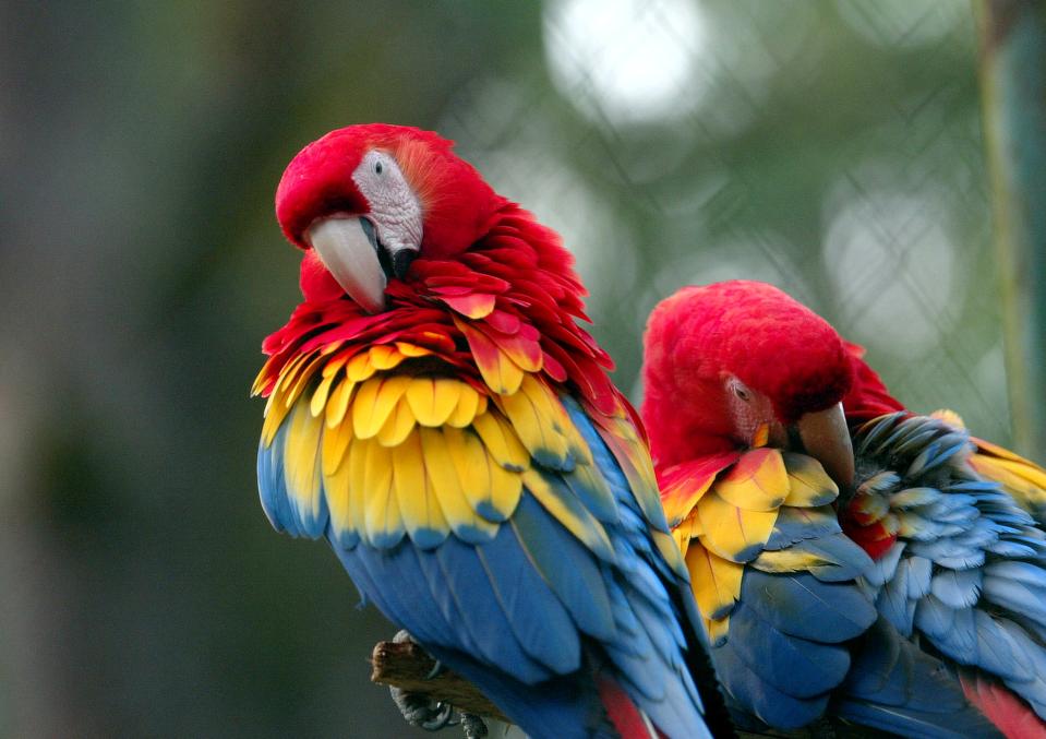 How Scientists Research Macaws In This Peruvian Rainforest