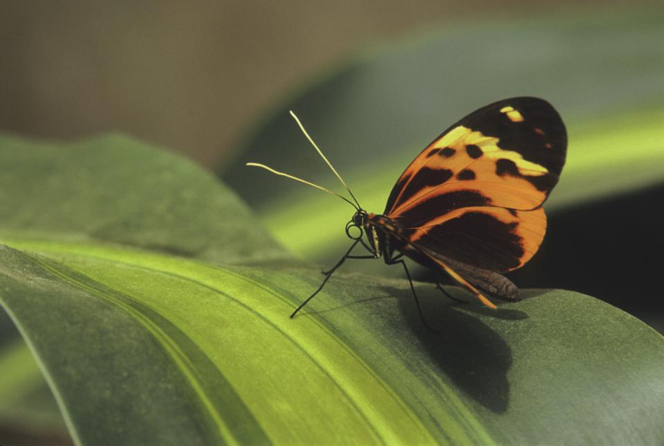 How Do You Delve Into The Secrets Of Evolution? With Butterflies!
