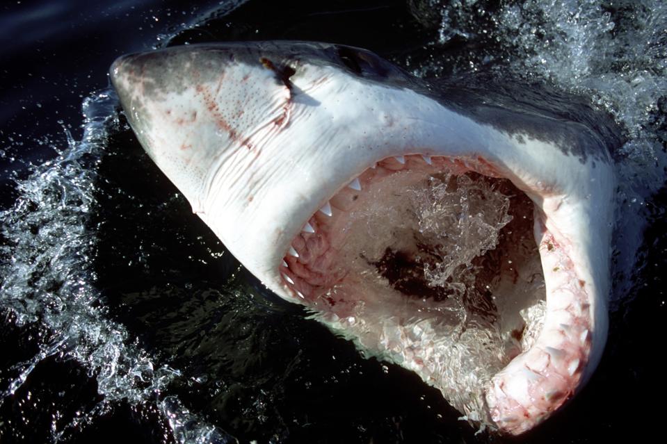 How Antibiotics Stand Up To Great White Shark Mouth Bacteria