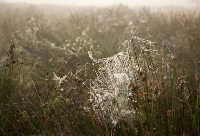 It's Raining Spiders In Australia, And That Excites UFO Believers
