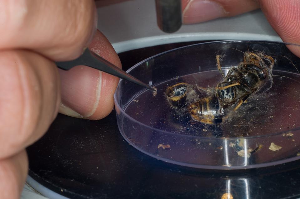 These Disturbing Parasites Are Right Out Of Science Fiction