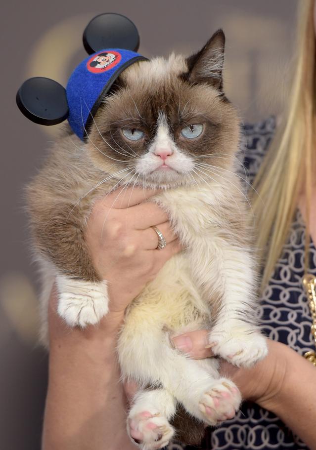 This Is Your Brain On Cat Videos