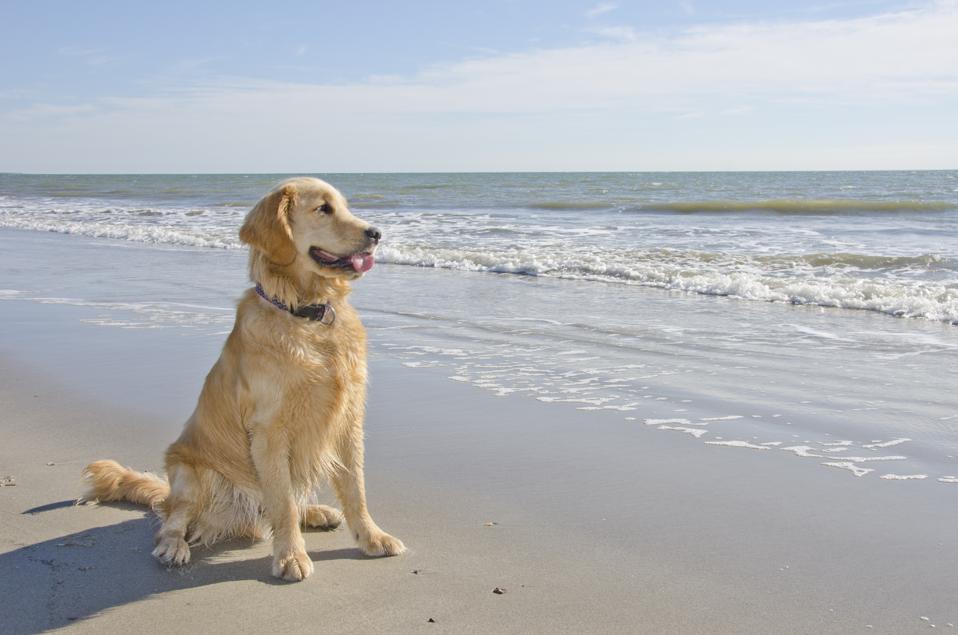 Pet-Friendly Hotels in San Diego - Forbes Vetted