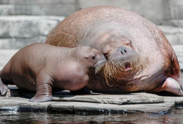 CDC Report: If You Are Eating Walrus Meat, Make Sure It Is Well-Cooked