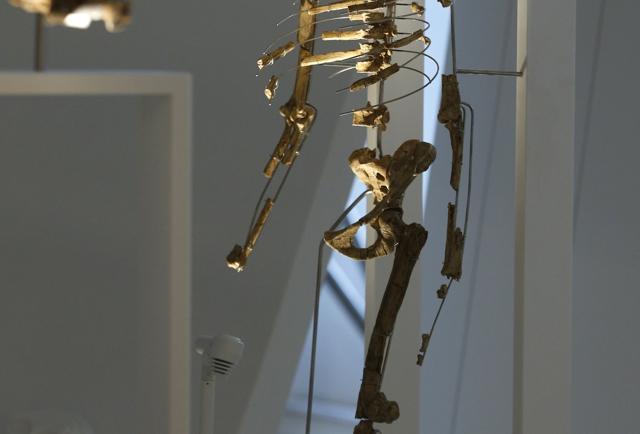 Lucy The Australopithecine's Death: Skyfall Or Tall Tale?