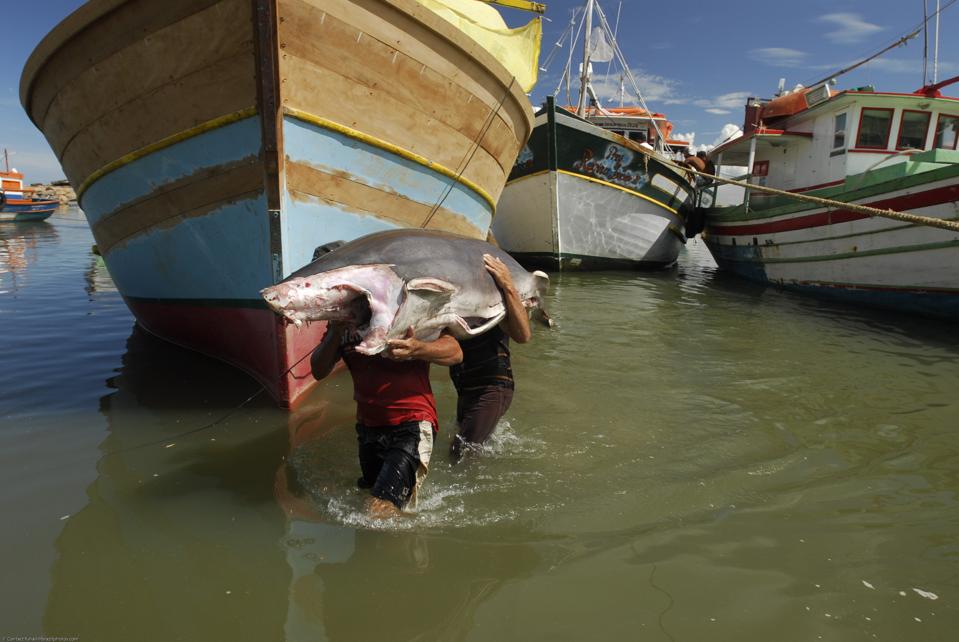 Uncovering Endangered Sharks In Brazil
