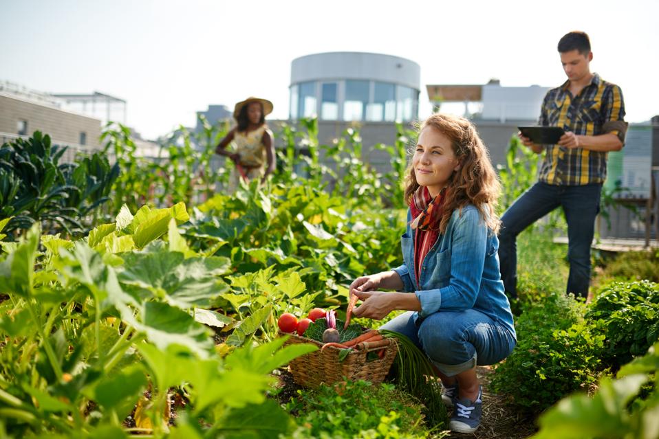 SAP BrandVoice: Rethinking Healthy Agriculture For City Dwellers