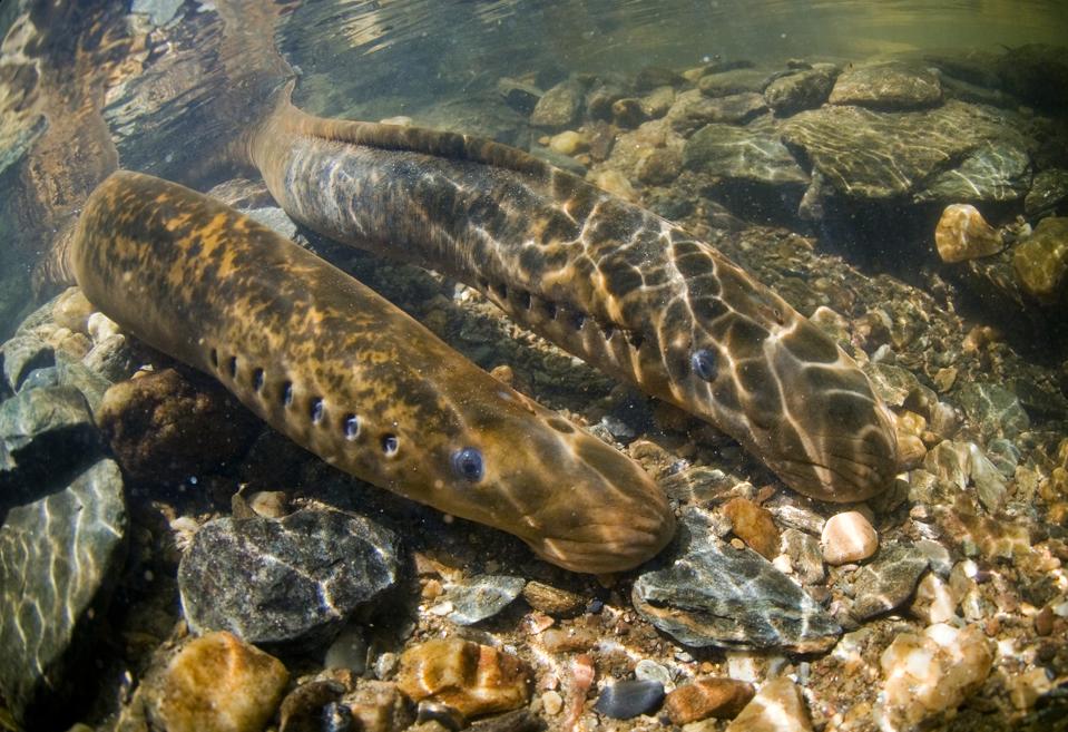 Lamprey Vs. Shark Seen Off Rhode Island In Rare Observation