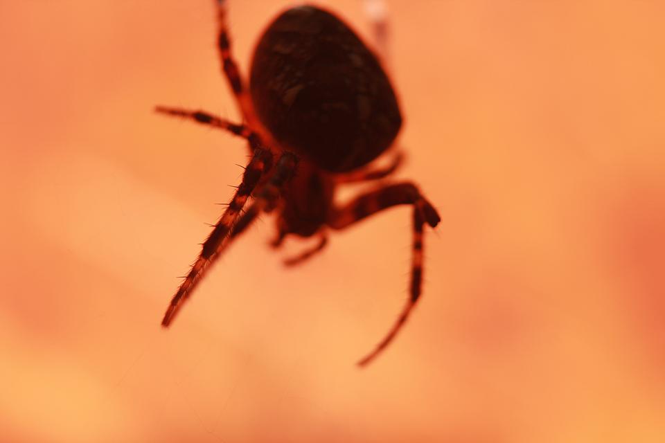 Spiders, Blood And Roaches, Oh My! What Else Do Scientists Bring When ...