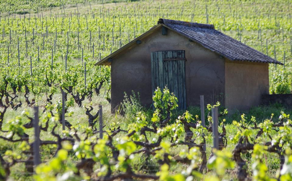 Expanding The Ecosystem: Biodiversity In A Provençal Vineyard